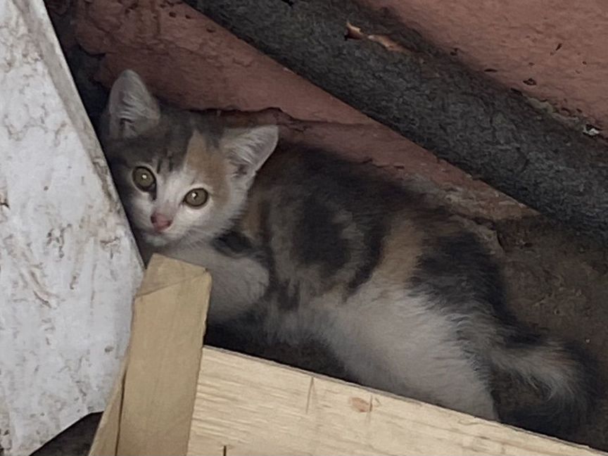 Кошки в добрые руки бесплатно