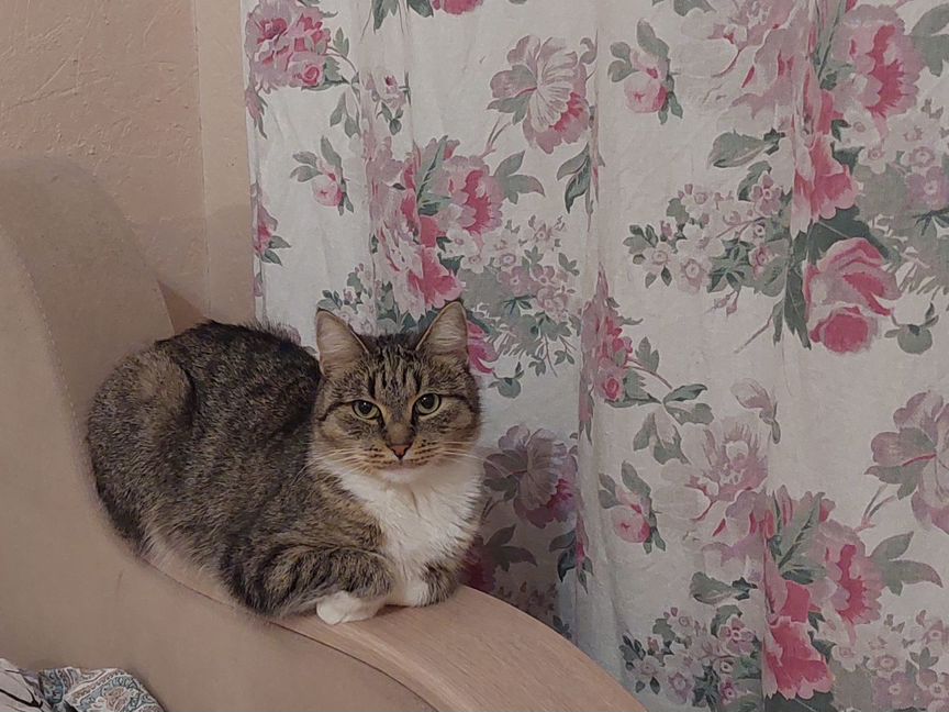 Кошечка Буся