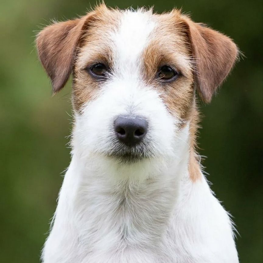 Джек рассел терьер