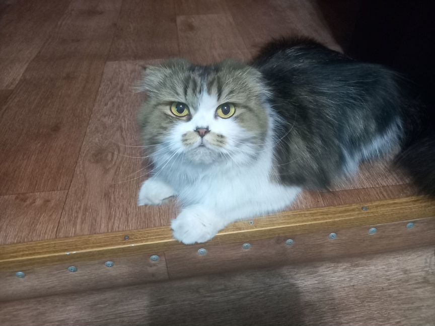 Нужен шотландский кот для вязки