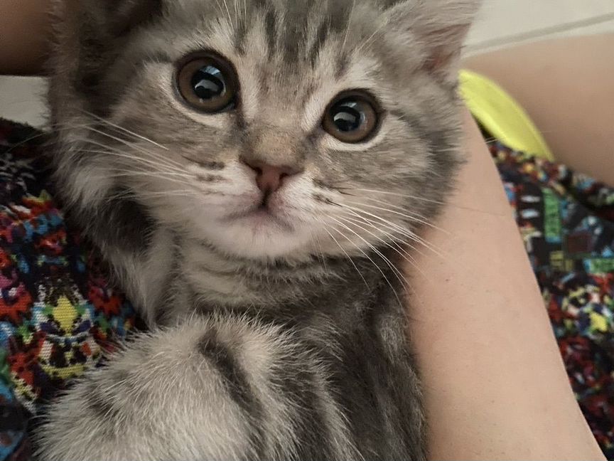 Девочка шотладская Скотиш