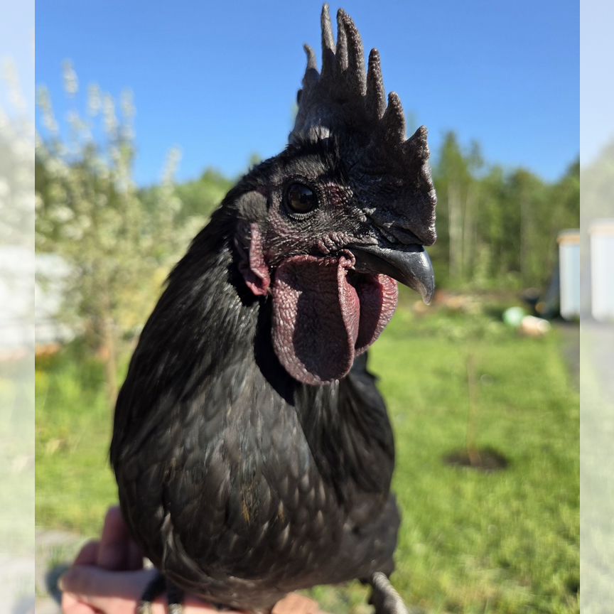 Петухи ухейилюй
