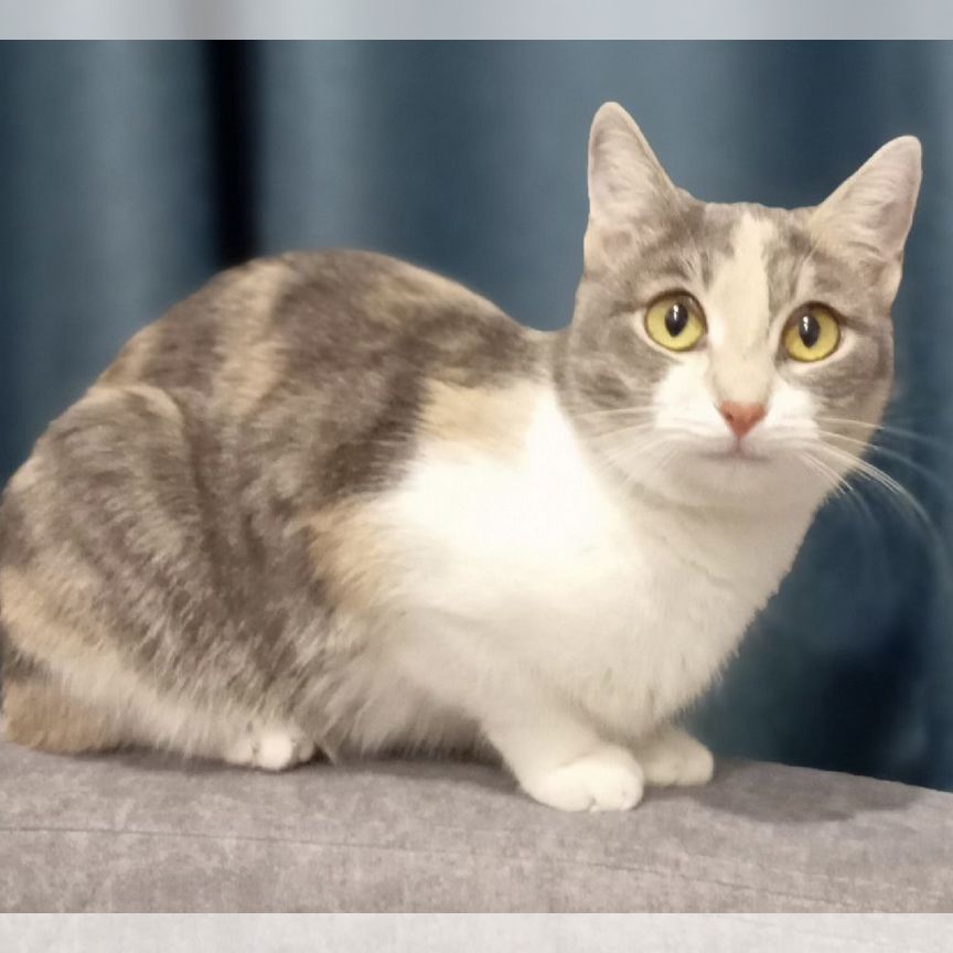 Алтайский котёнок