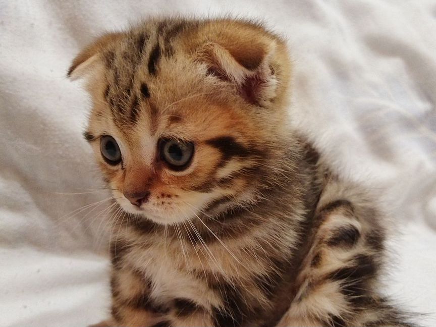 Шотладский вислоухий котик