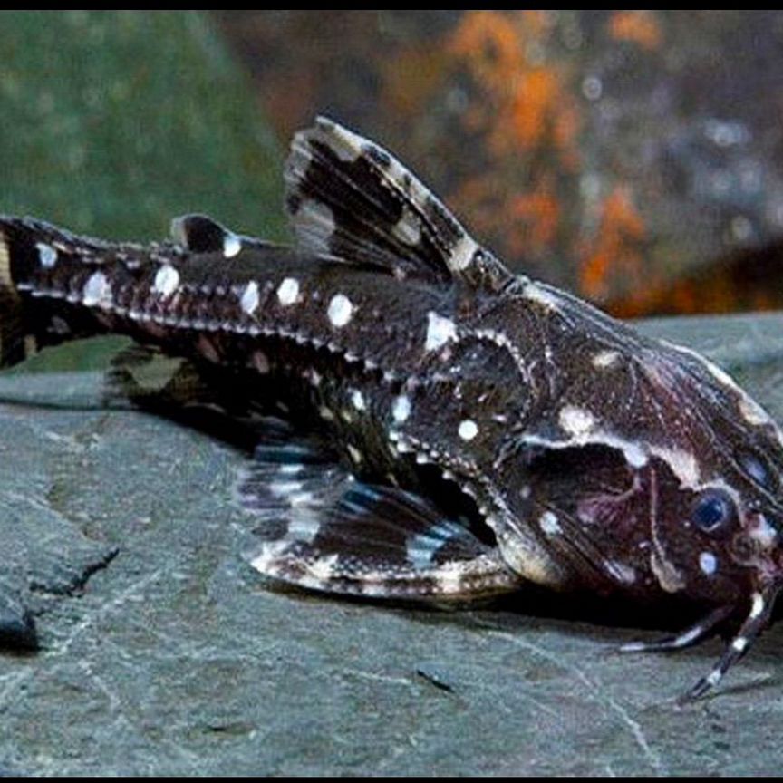 Сом агамикс и еще 1 сом