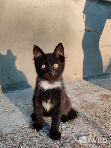 Котёнок