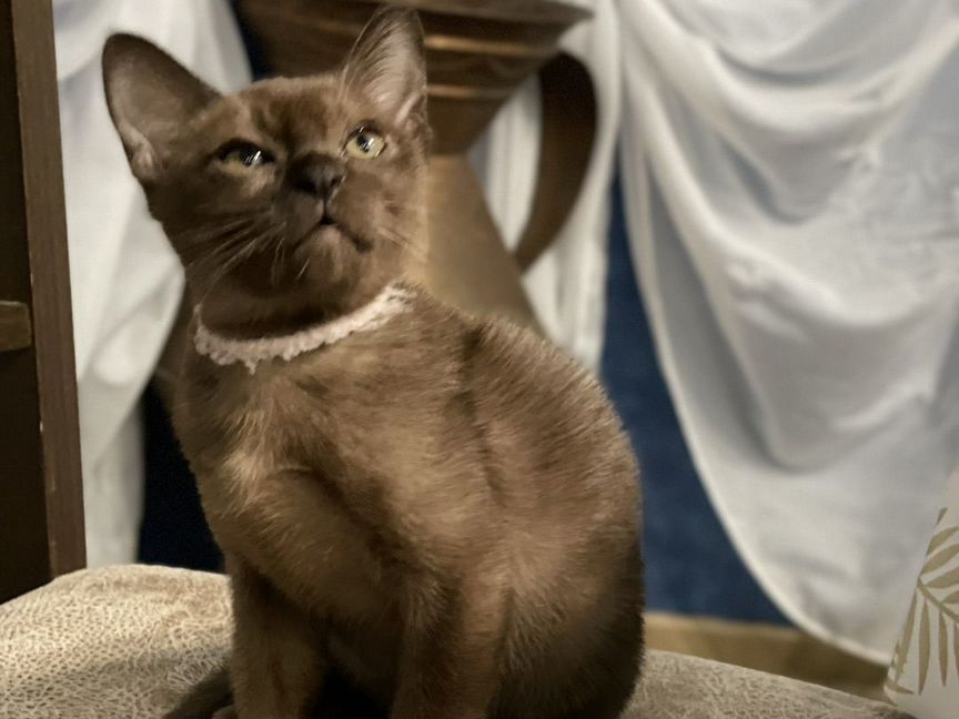 Бурманские котята