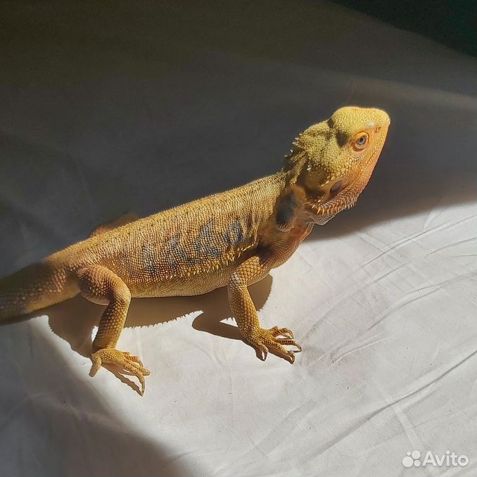 Продам бородатую агаму