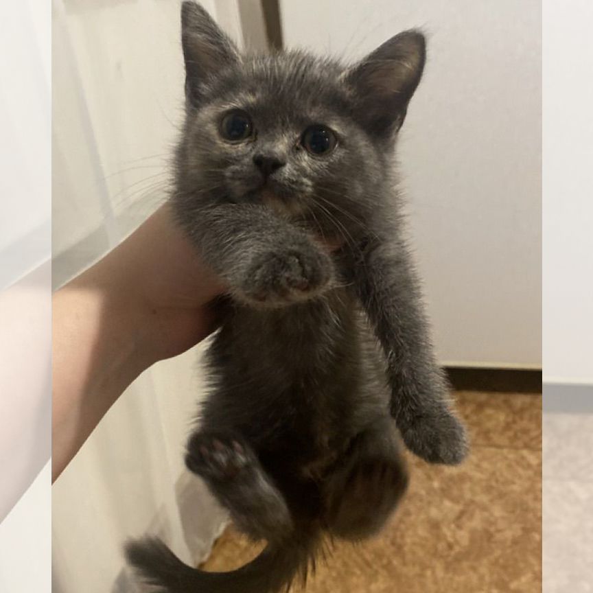 Британский длинношёрстный котёнок