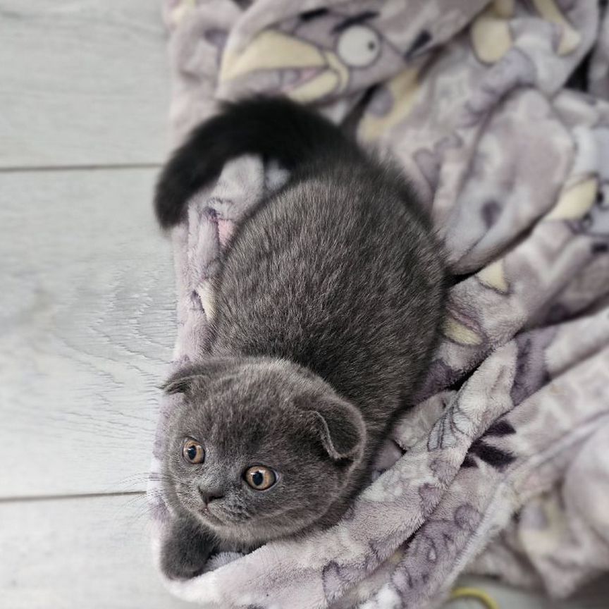 Скоттиш килт манчкин