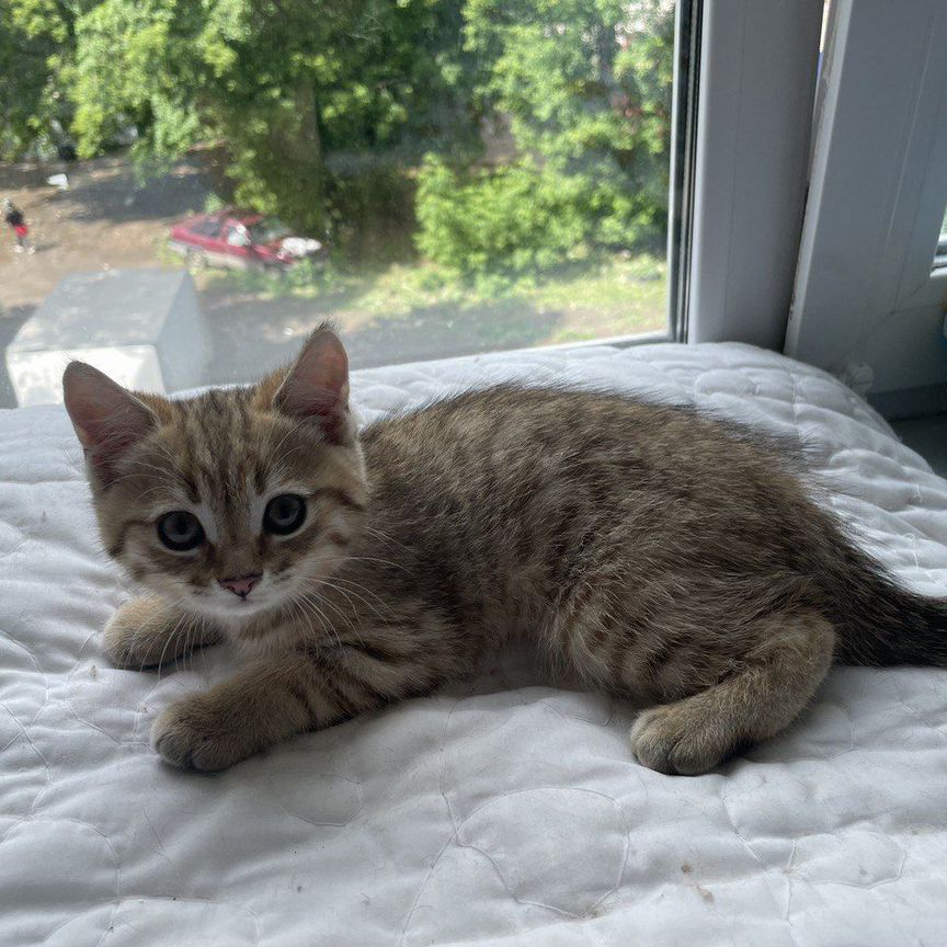 Британский котик