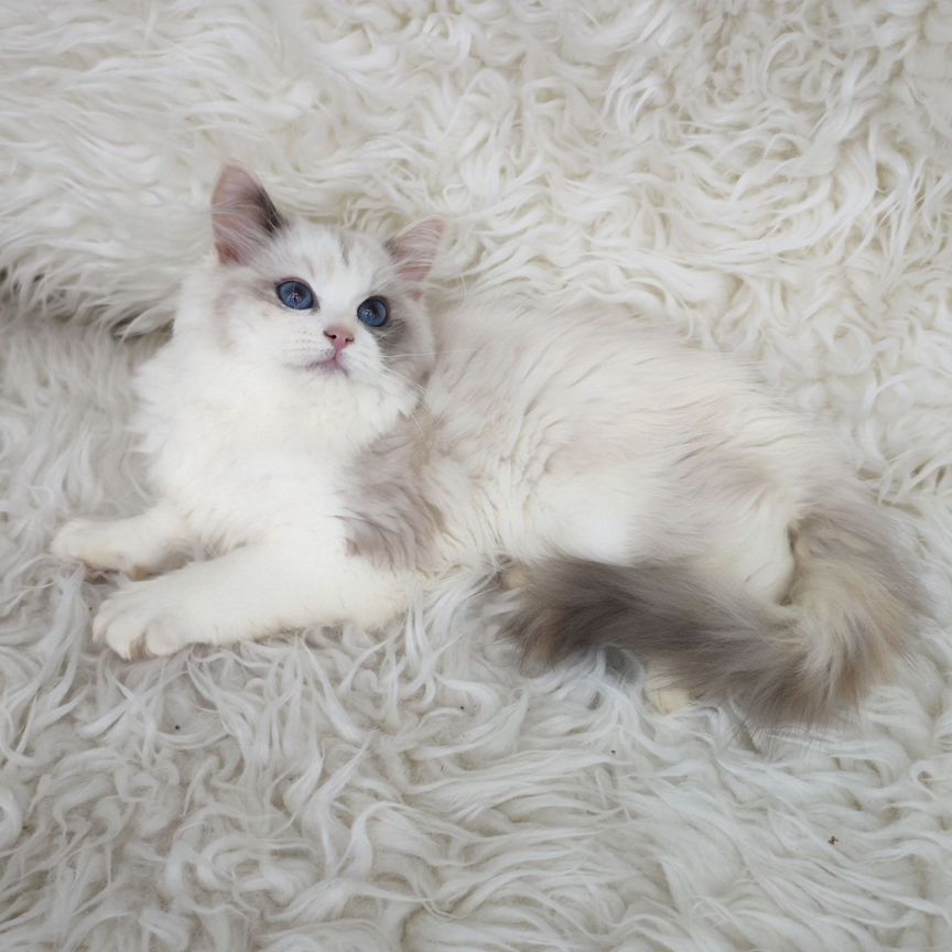 Olli, рэгдолл ручная малышка