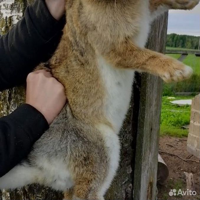 Кролики Фландр