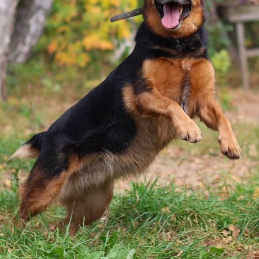 Взрослая собака в добрые руки