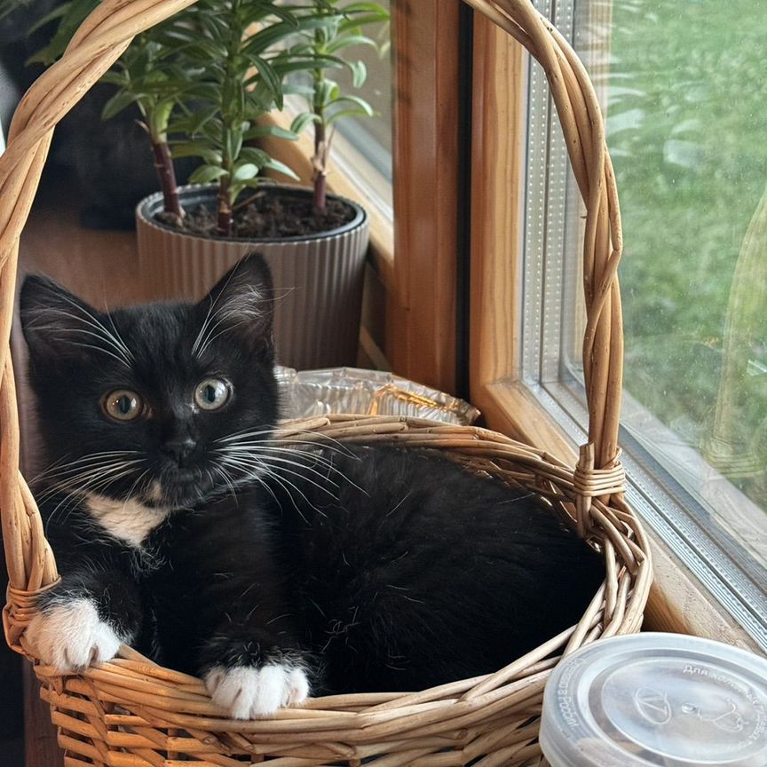 Котенок девочка