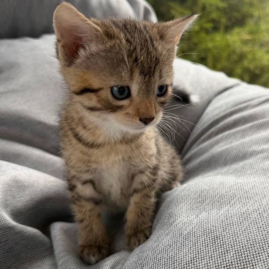 Котёнок в добрые руки