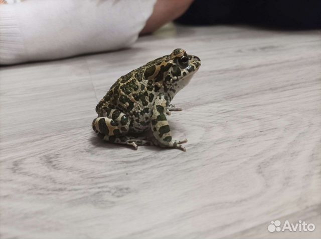 Поймаю для вас зелёную жабку