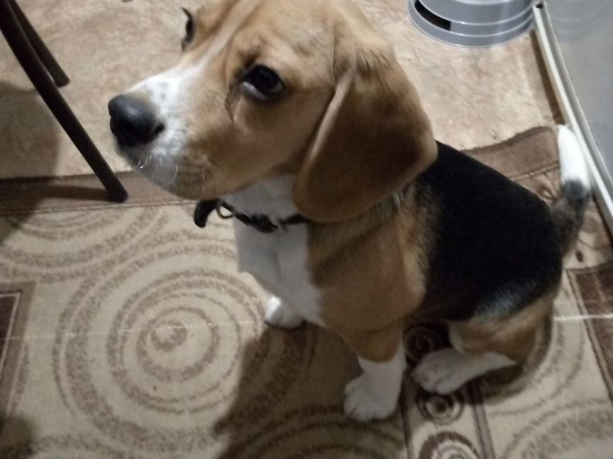 Отдам бесплатно