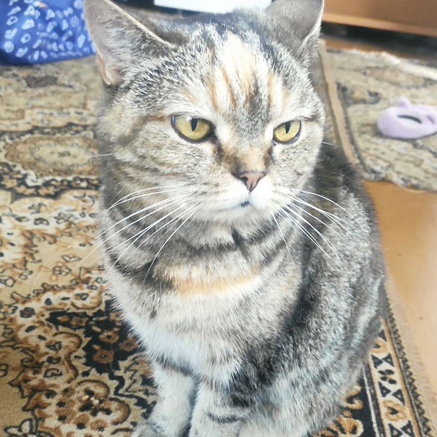 Отдам в добрые руки