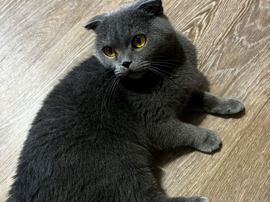 Шотландская кошечка