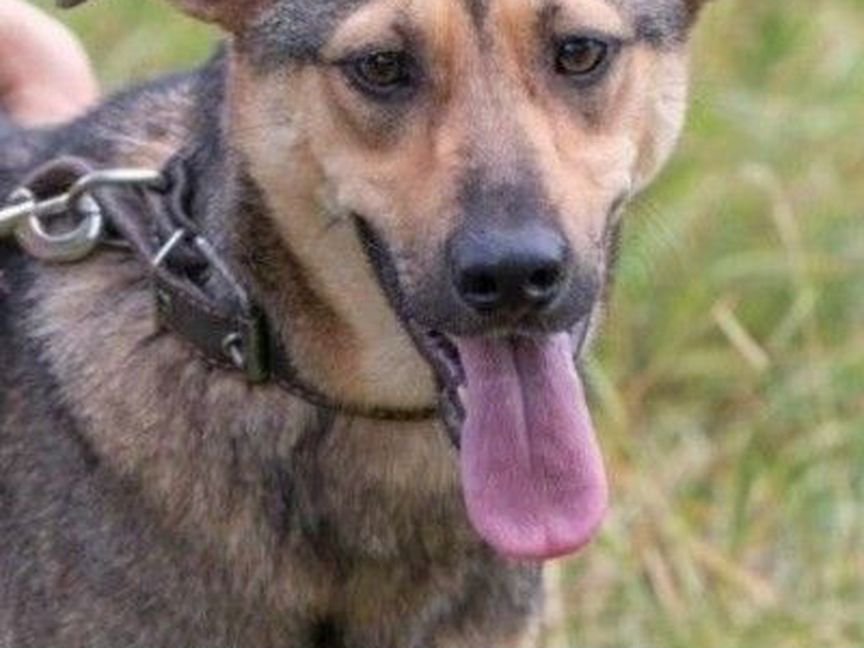 Гркй- идеальная собачка в дом для семьи