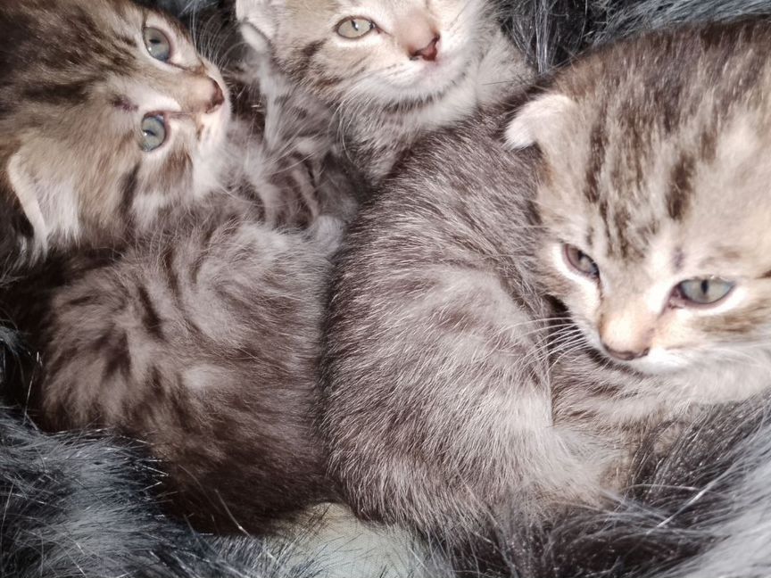 Котята