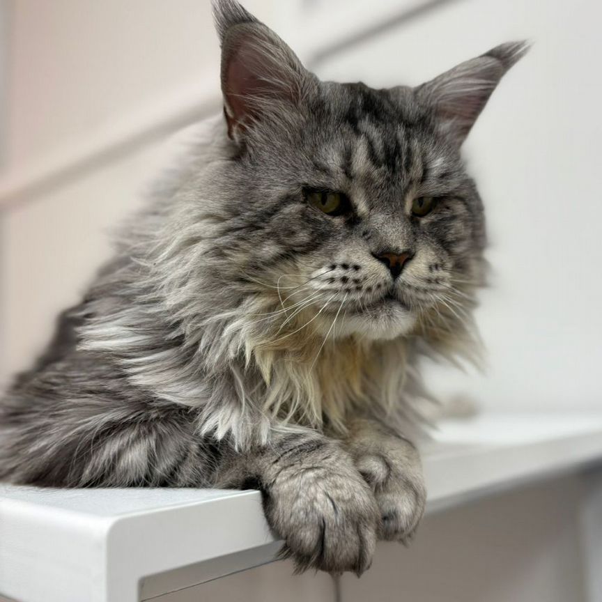 Мейн-кун, взрослый кот