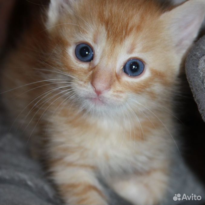 Котята 1мес