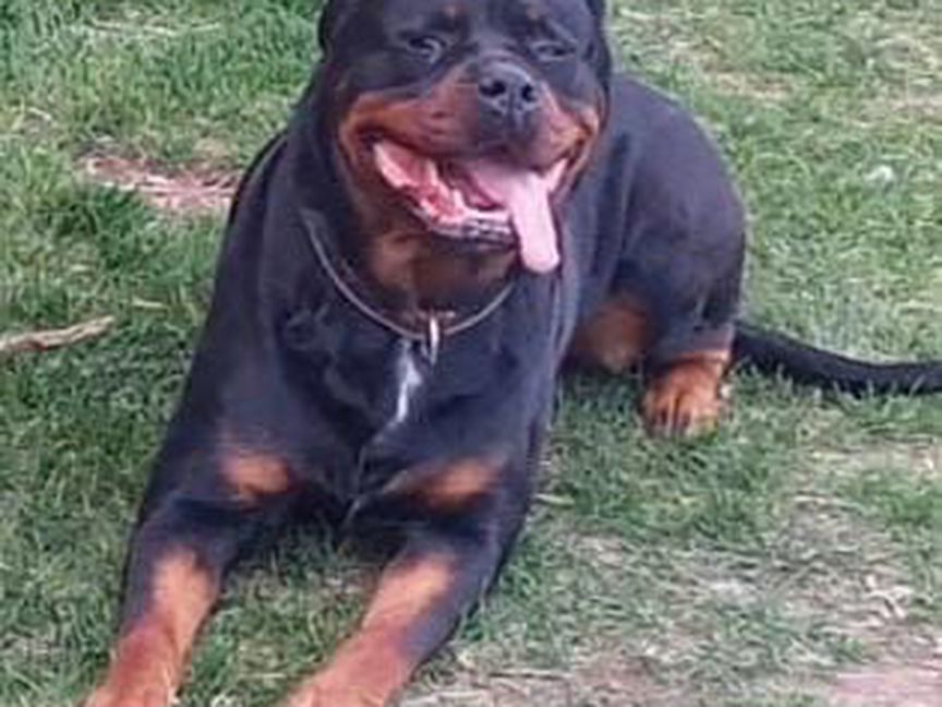 Отдам в хорошие руки