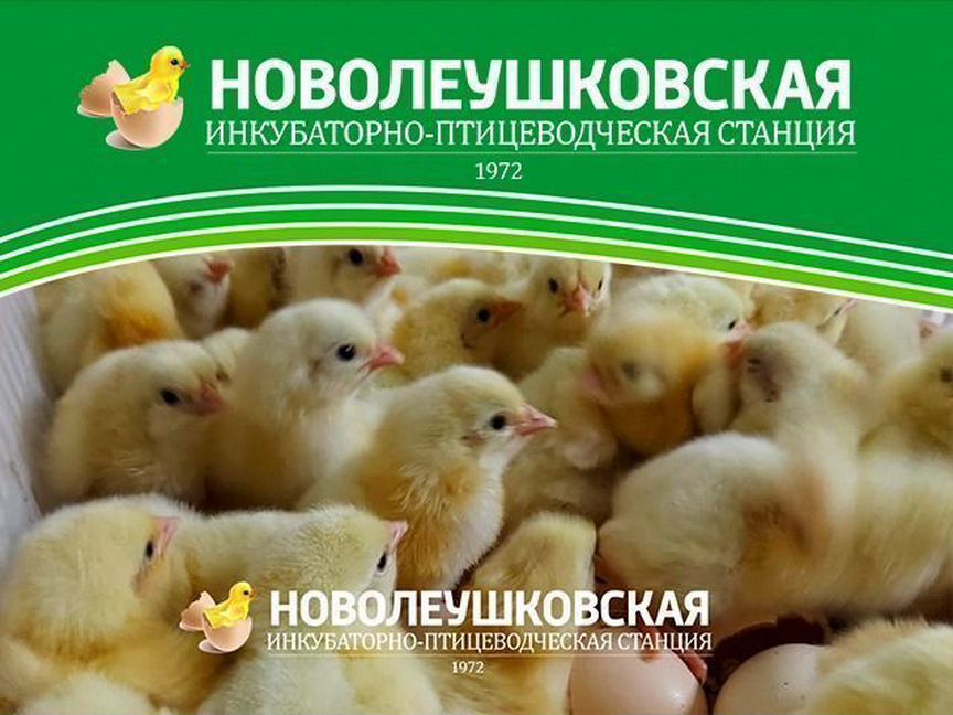 Суточные цыплята бройлера кобб 500 и росс 308