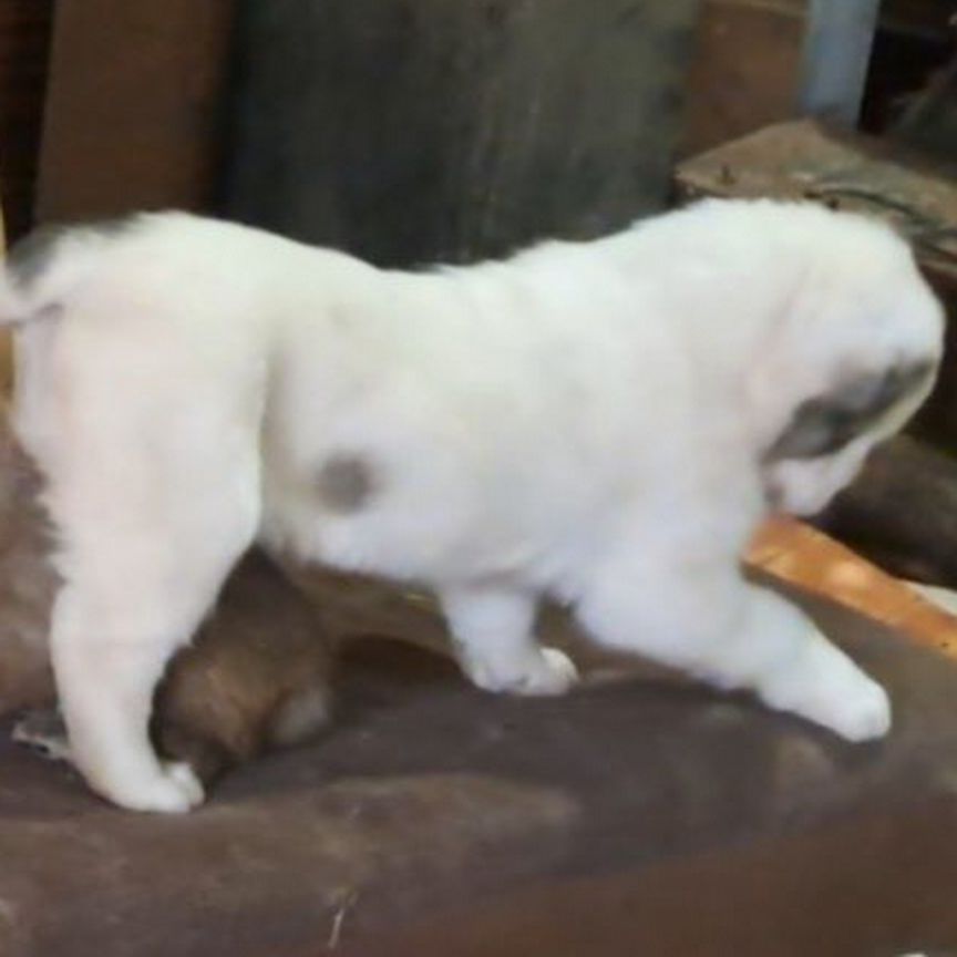 Среднеазиатская овчарка, щенок