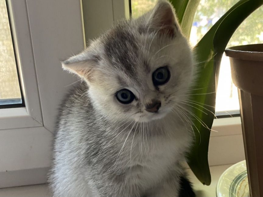 Продажа котят