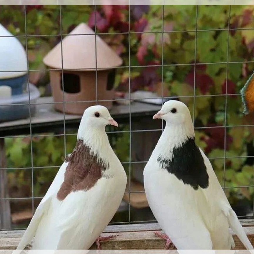 Голуби