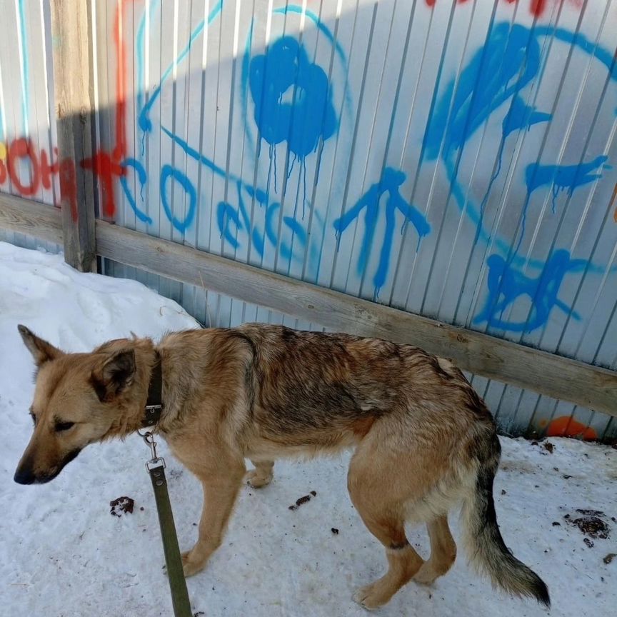 Собака в добрые руки