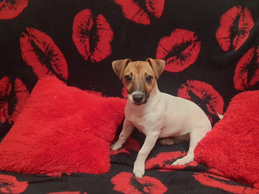 Джек Рассел терьер