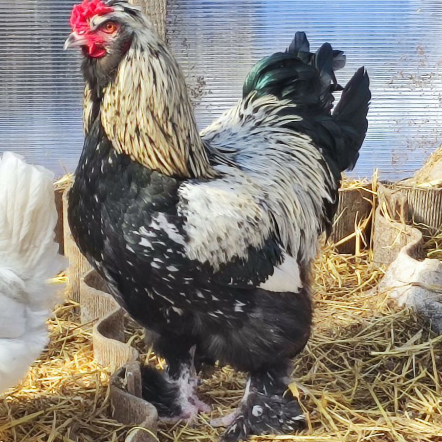 Инкубационное яйцо