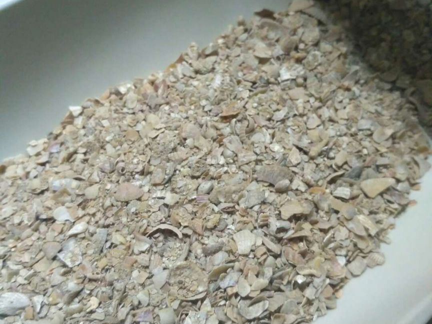 Морская ракушка для кур несушек