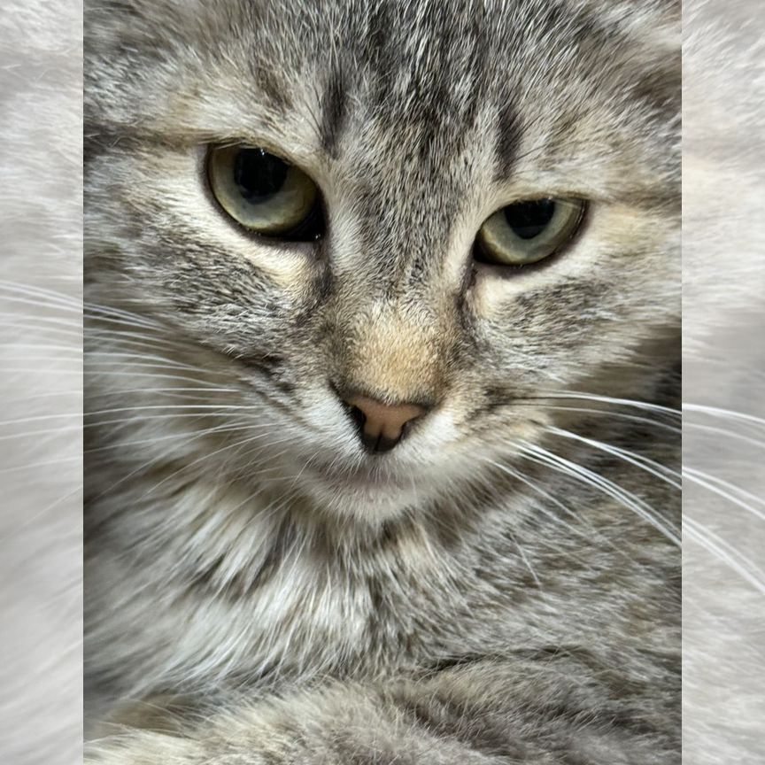 Взрослая, кошка в добрые руки