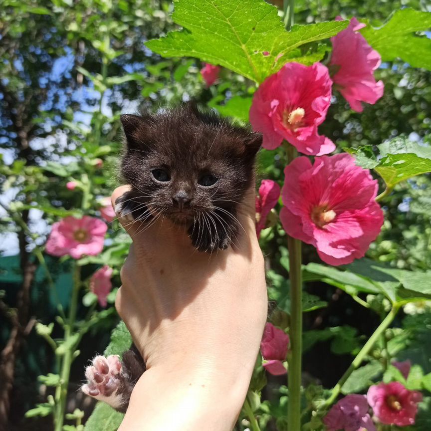 Котята