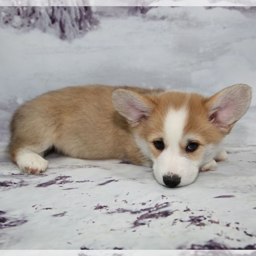 Вельш Корги Пемброк, щенок