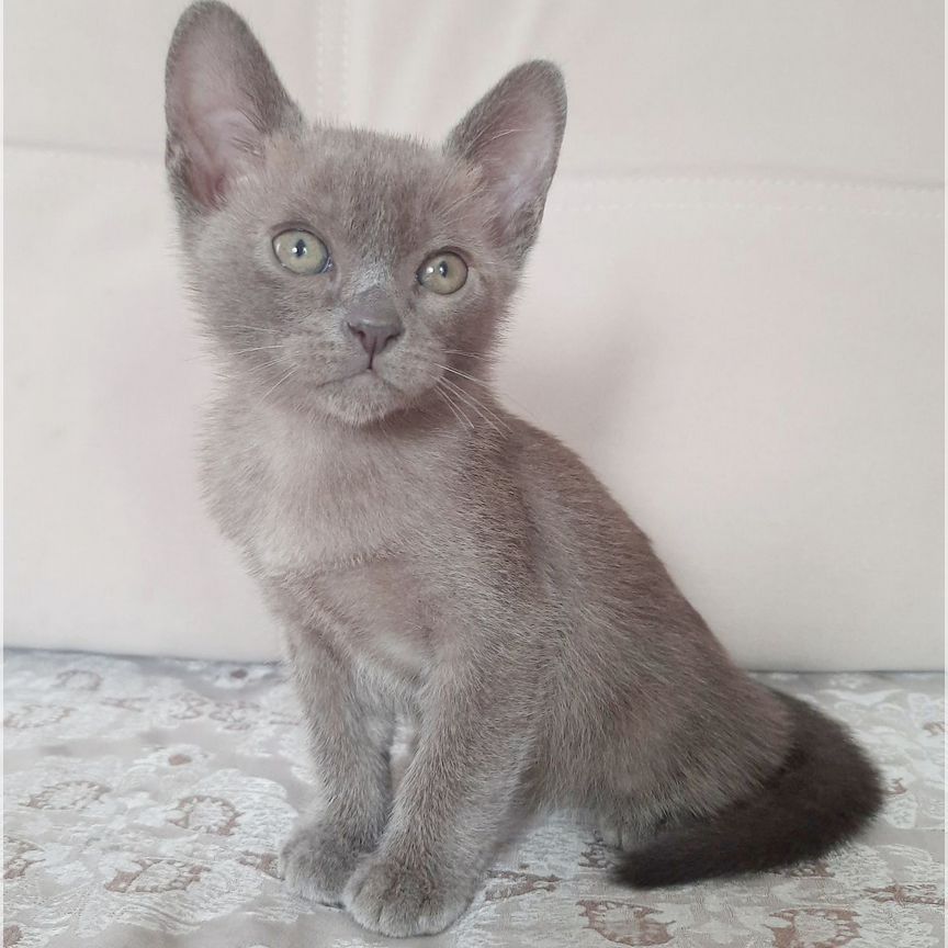 Бурманские котята