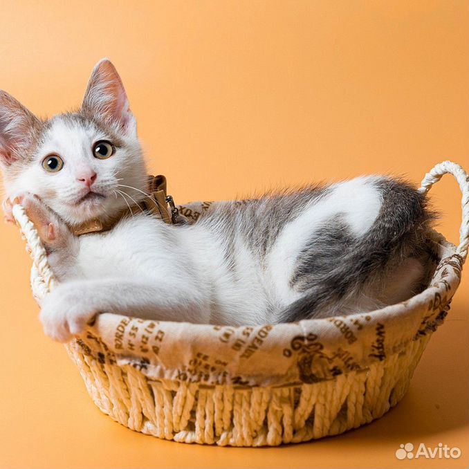 Котенок мальчик Беляшик