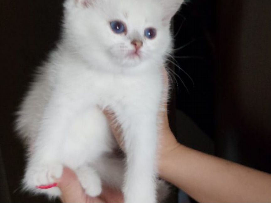 Кошечки Британской шиншиллы