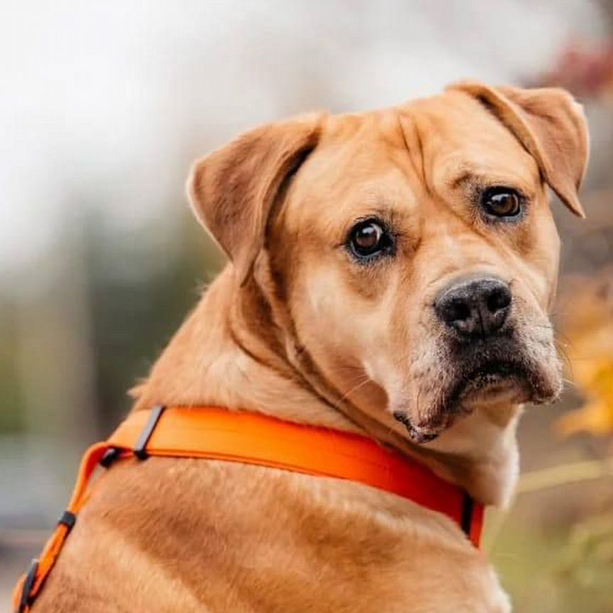 Ка-де-бо, взрослая собака