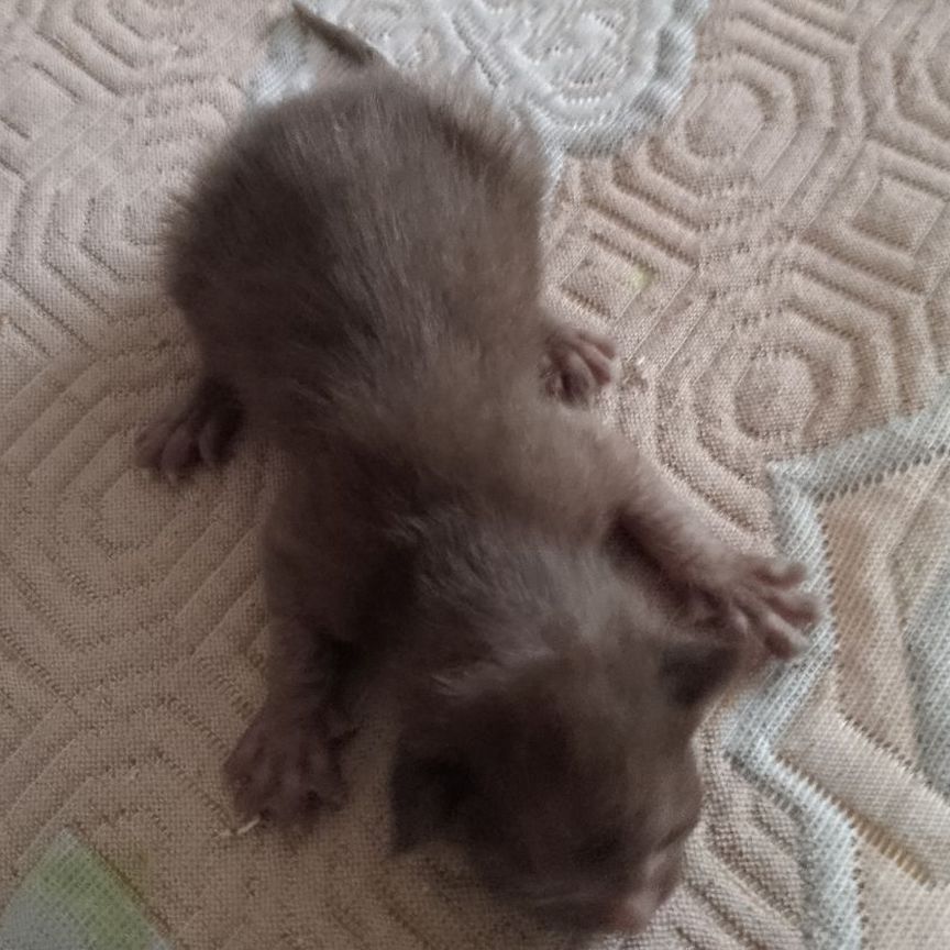 Ориентальные котята с отличной родословной