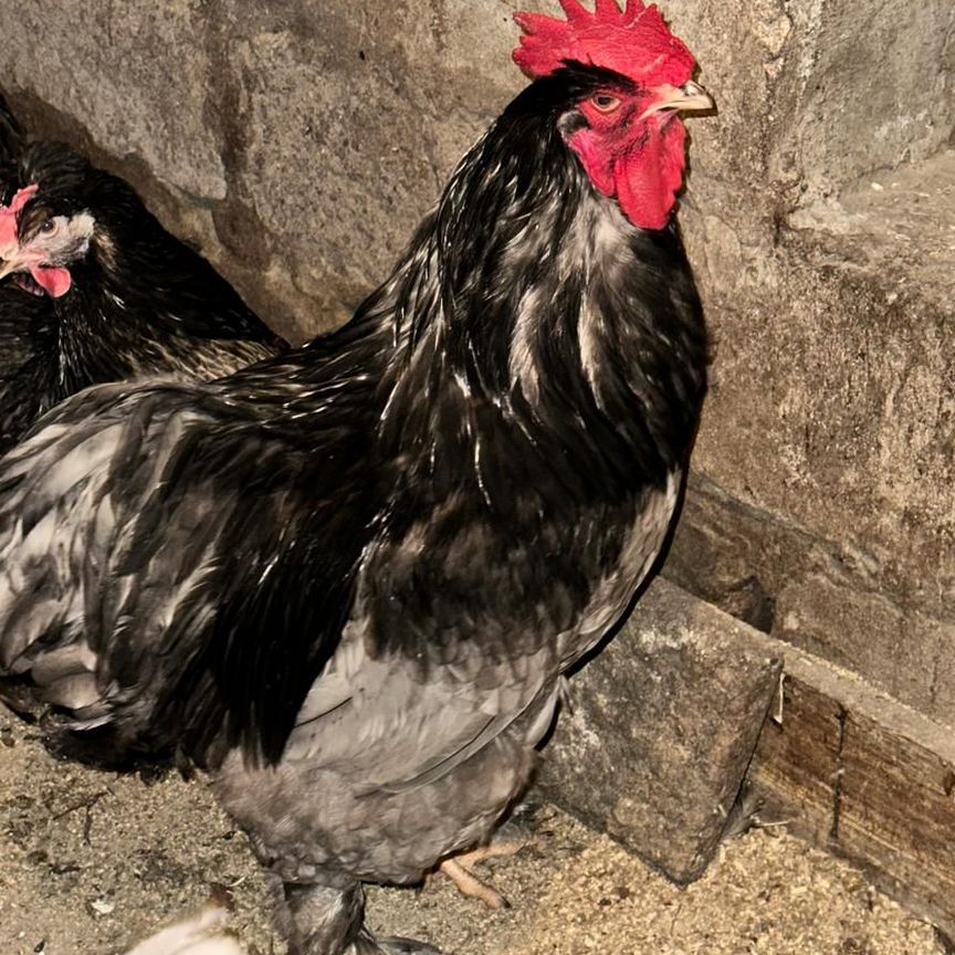 Петух кохинхин