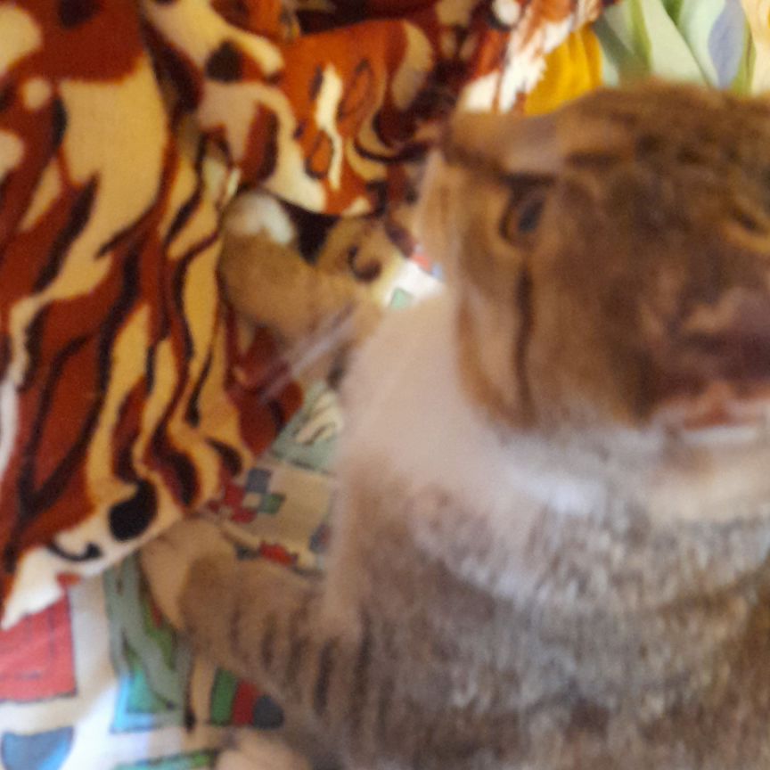 Котёнок