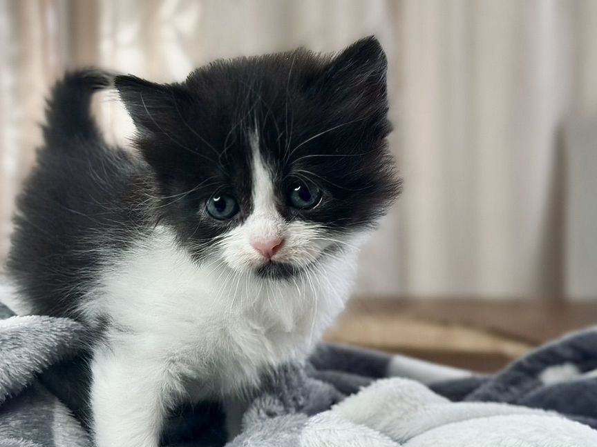 Кошка (котёнок девочка) в добрые руки