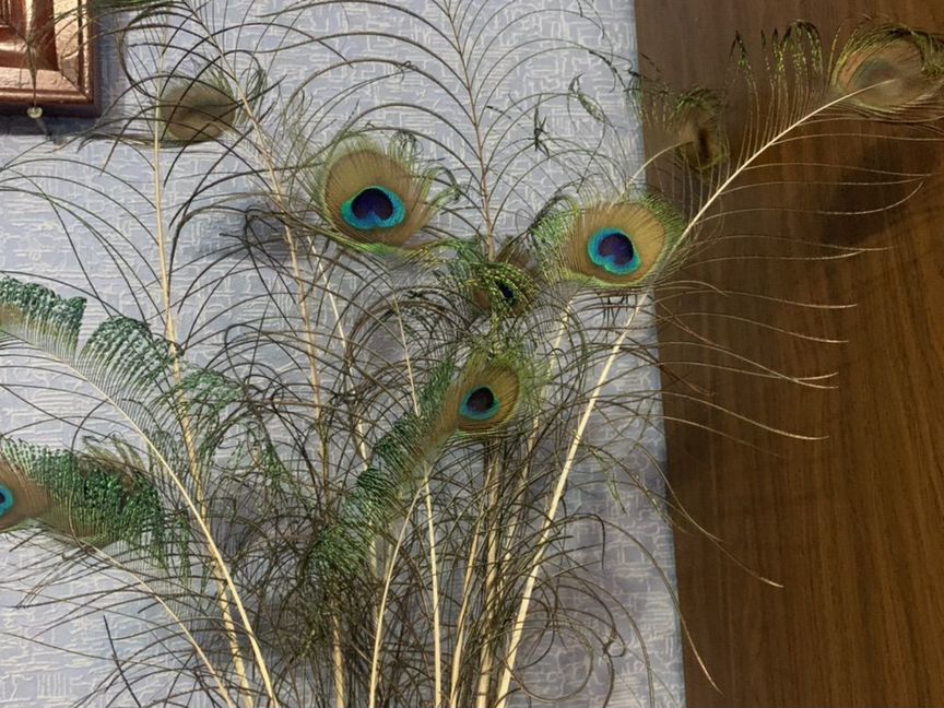 Перо павлина