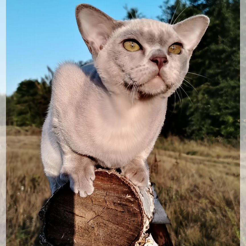 Бурманские котята